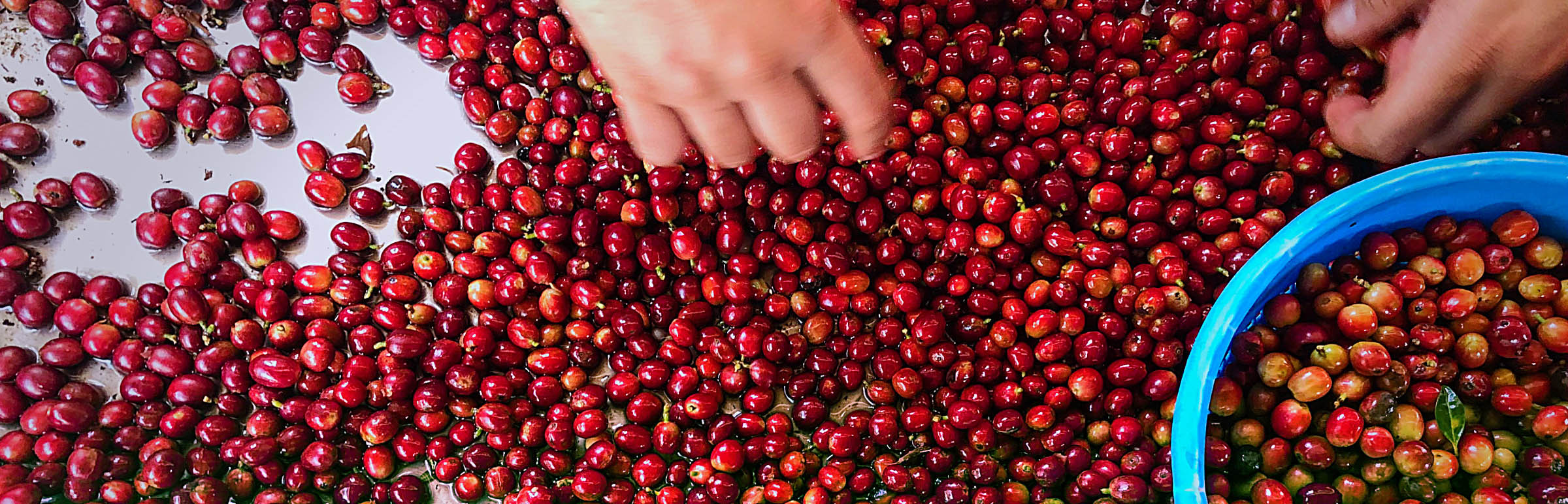 Experimentals – modcup coffee